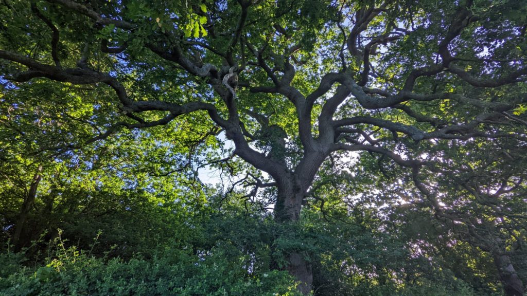 Roots2Shoots - Roots2Shoots